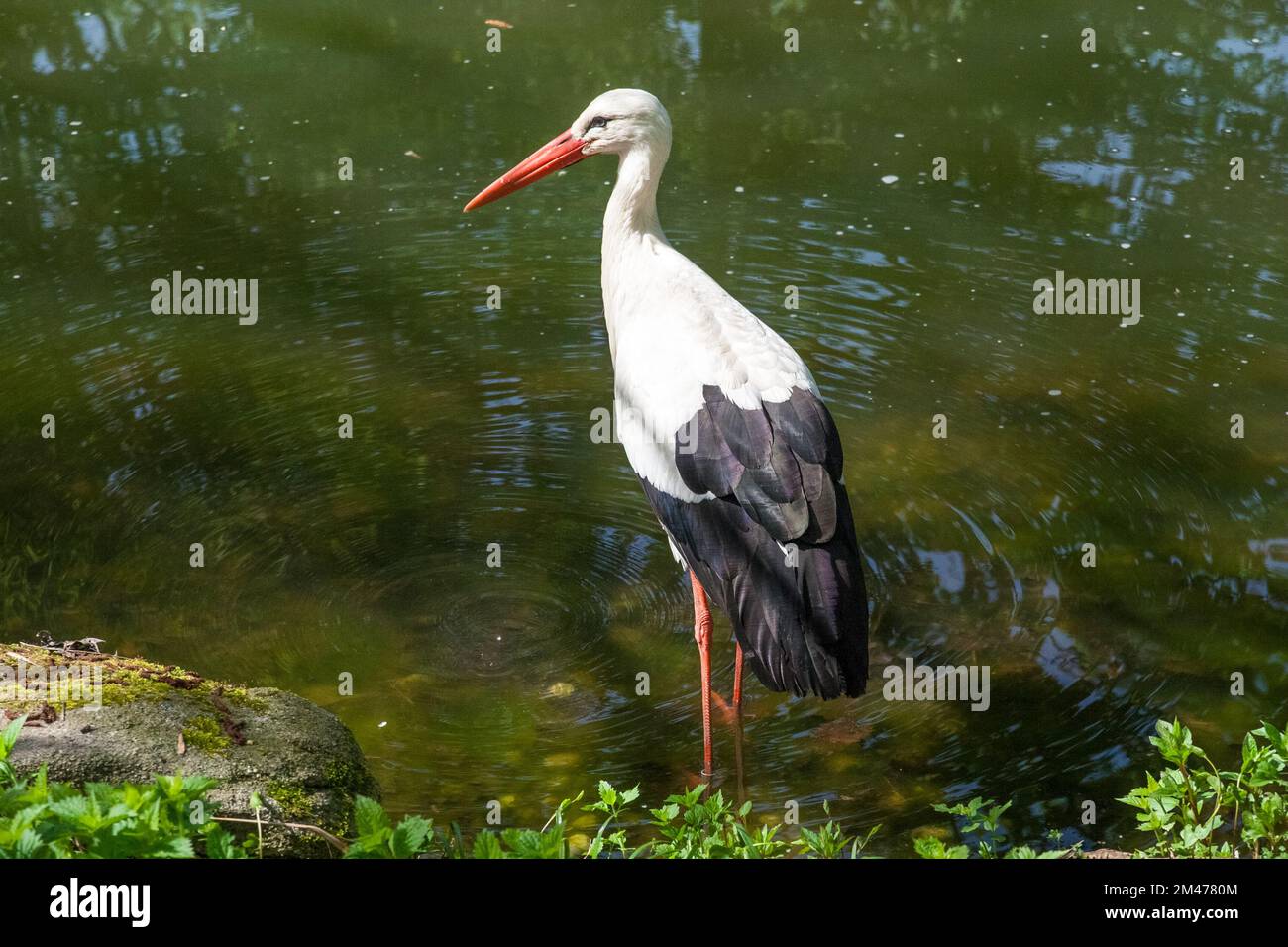 Concentric circles in nature hi-res stock photography and images - Alamy