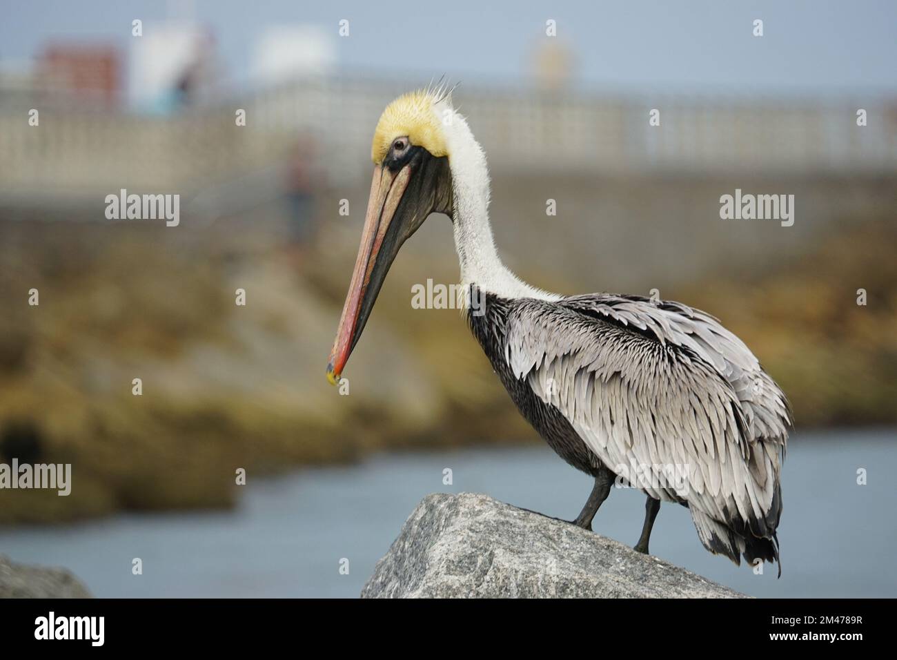 An Eastern brown pelican bird on a rock Stock Photo - Alamy
