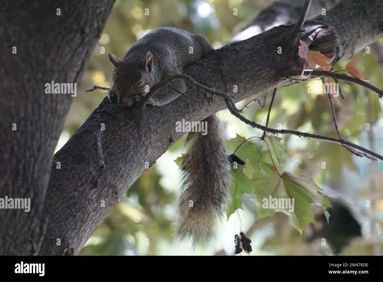 An Eastern grey squirrel sleeping on a tree Stock Photo - Alamy