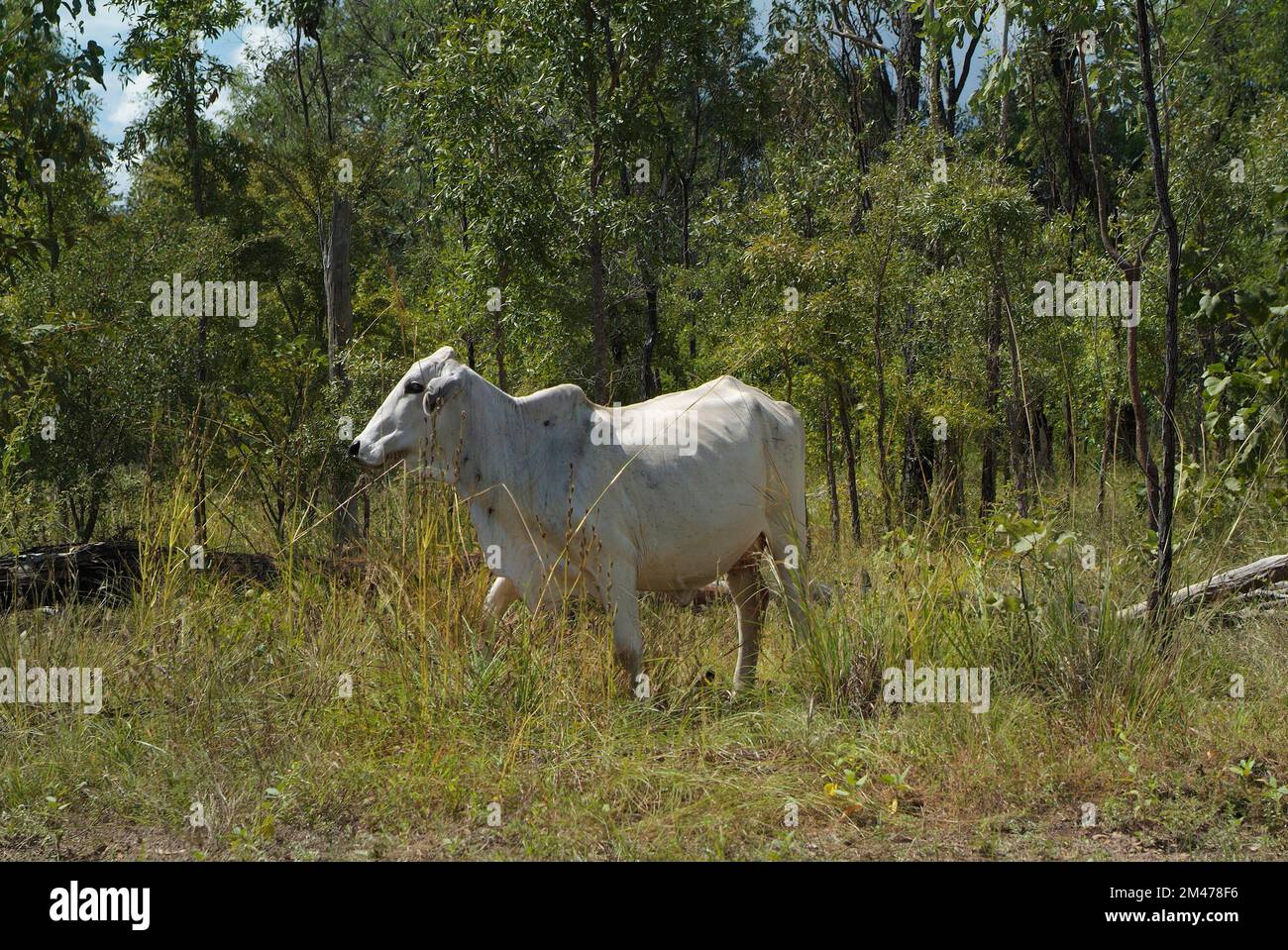 Cattle northern australia hi-res stock photography and images - Alamy