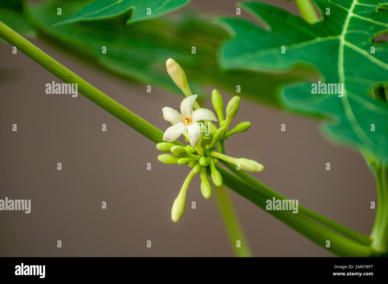 blossoms on a Male papaya tree (Carica papaya Stock Photo - Alamy