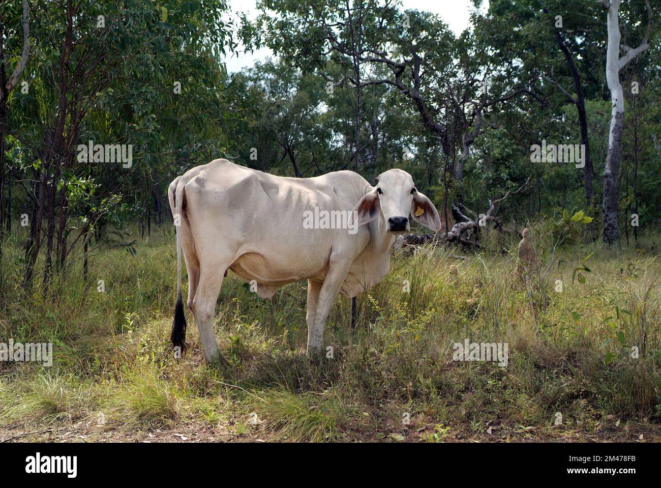 Cattle northern australia hi-res stock photography and images - Alamy