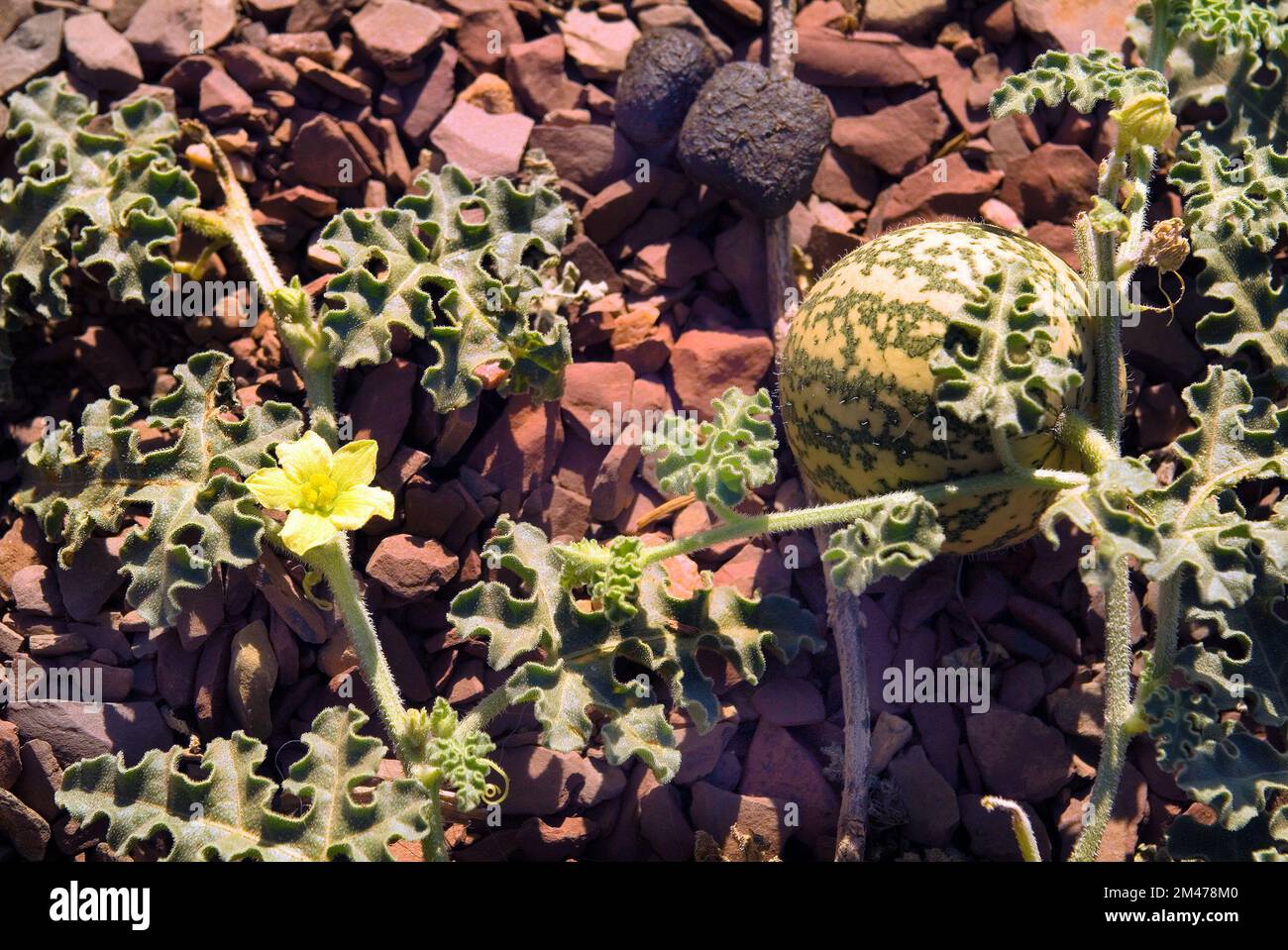 Paddy melon hi-res stock photography and images - Alamy