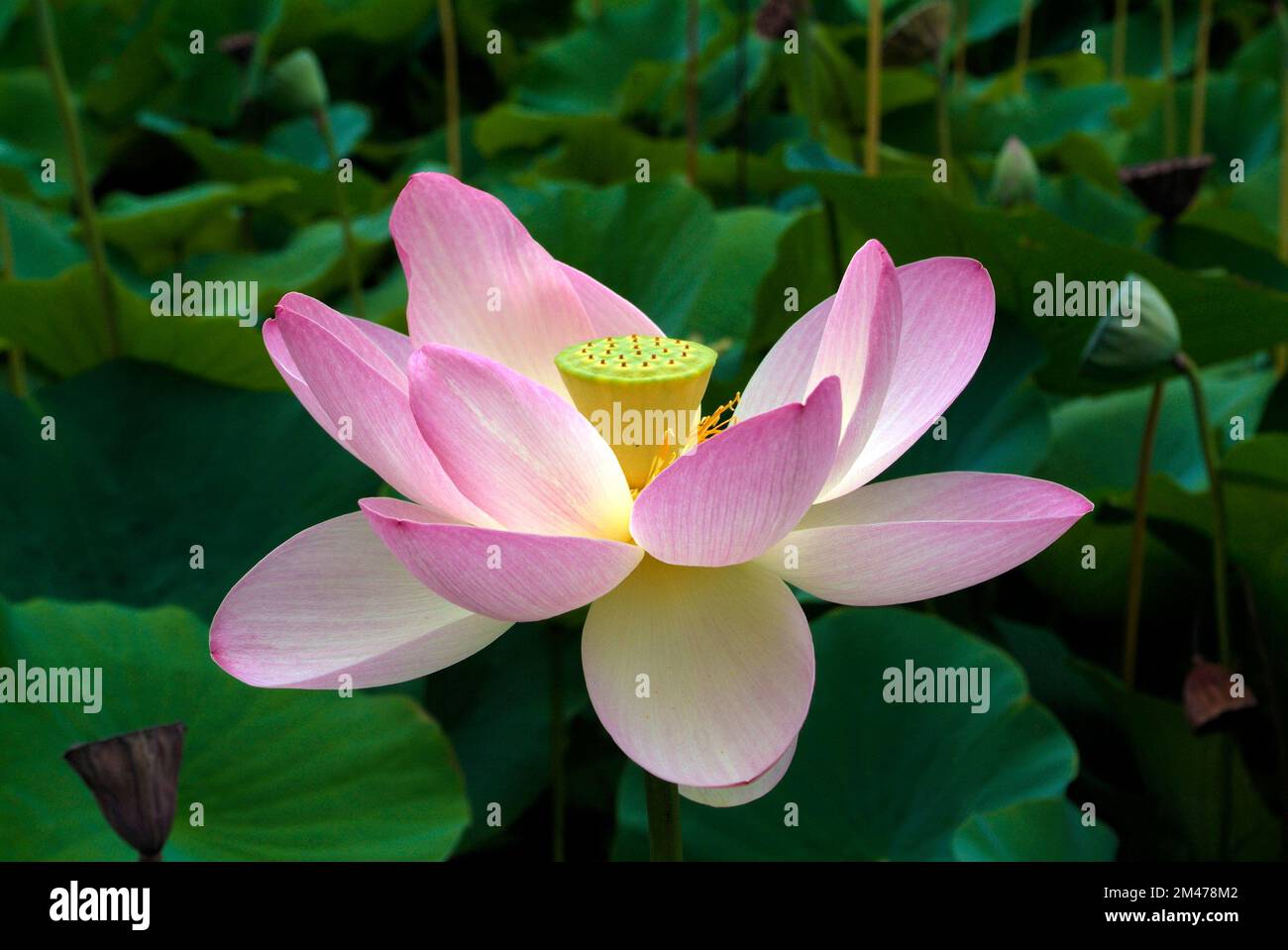 lotus flower - seed and leaves are eaten by aborigines Stock Photo - Alamy