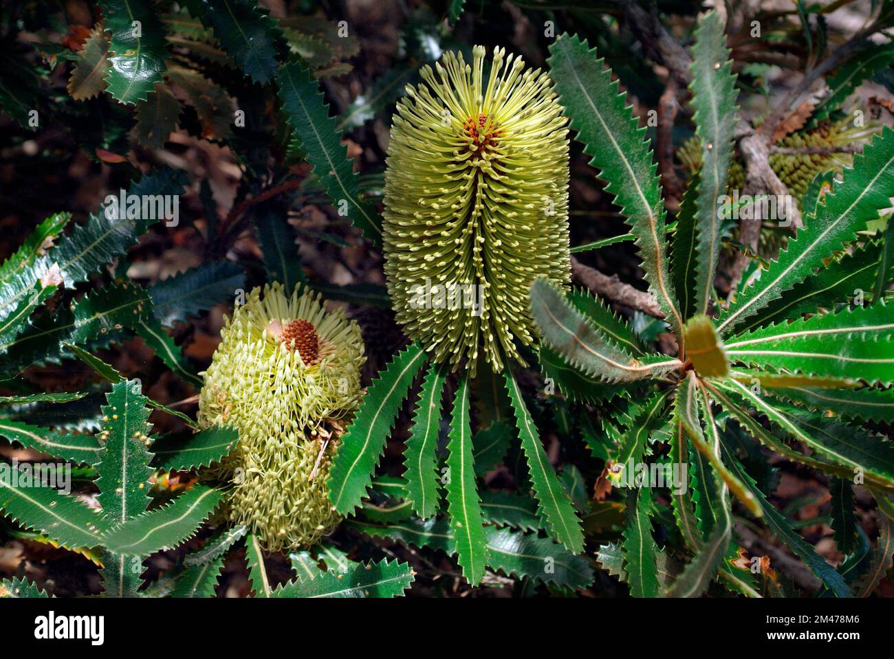 Old man banksia hi-res stock photography and images - Alamy
