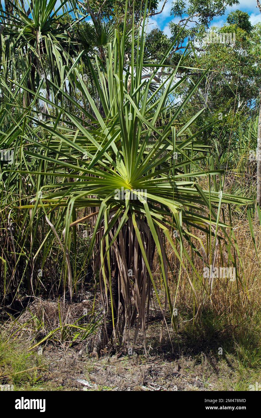 Spiral Pandanus - Spiral Screw Palm Stock Photo - Alamy