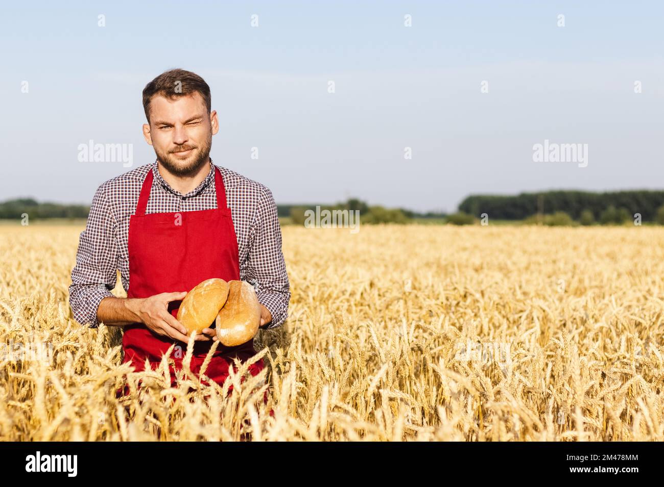 Baker wearing red apron standing in a wheat field and holding bread in ...