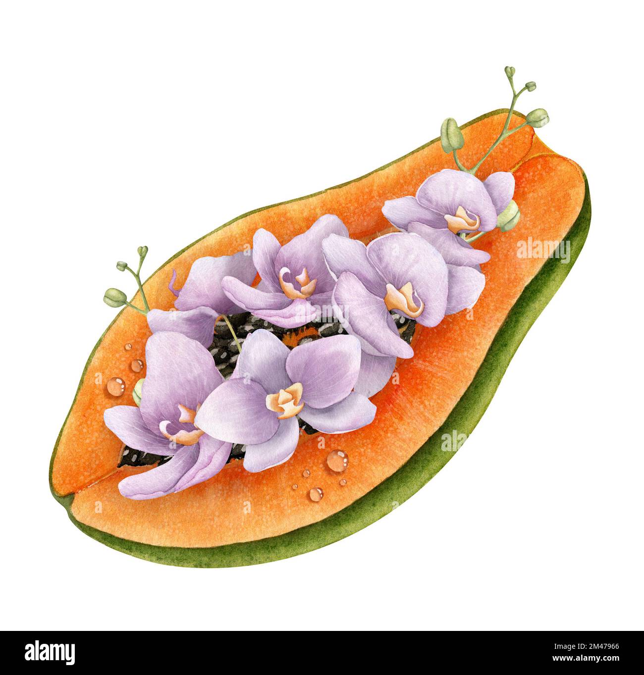 Halo of Papaya with purple orchid Flowers. Hand drawn Watercolor ...