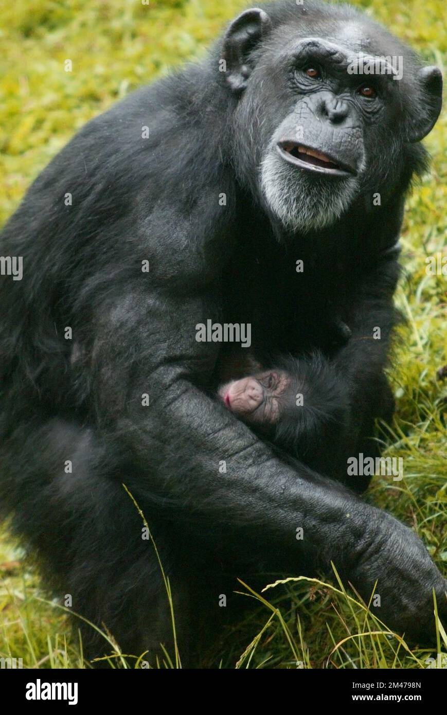 Chimpanzees (Pan troglodytes), also known as simply the chimp, here at ...