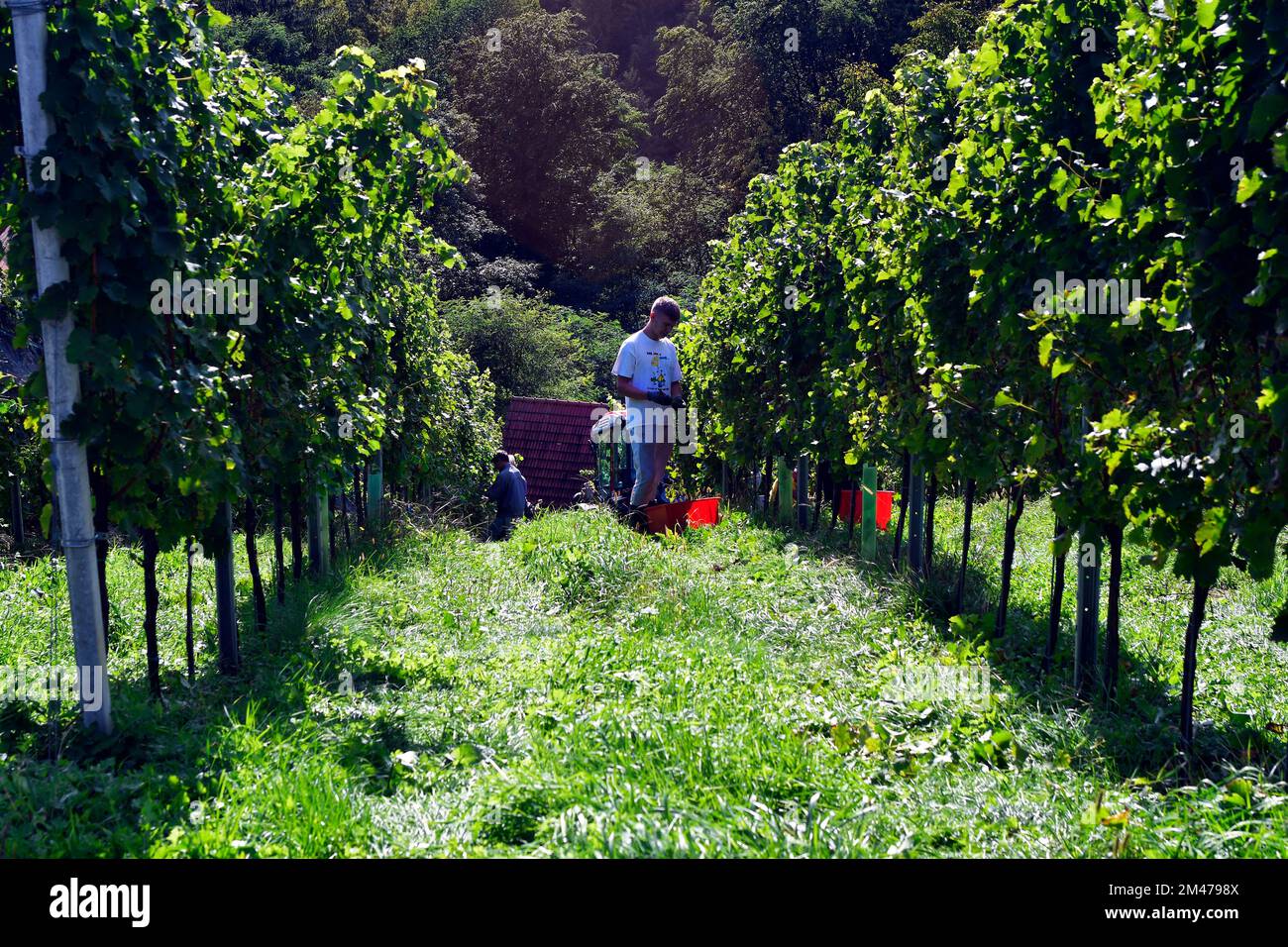 Kitzeck im Sausal, Austria - September 21, 2022: Unknown workers as ...