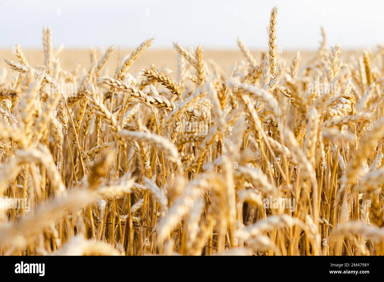 Agriculture wheat field hi-res stock photography and images - Alamy