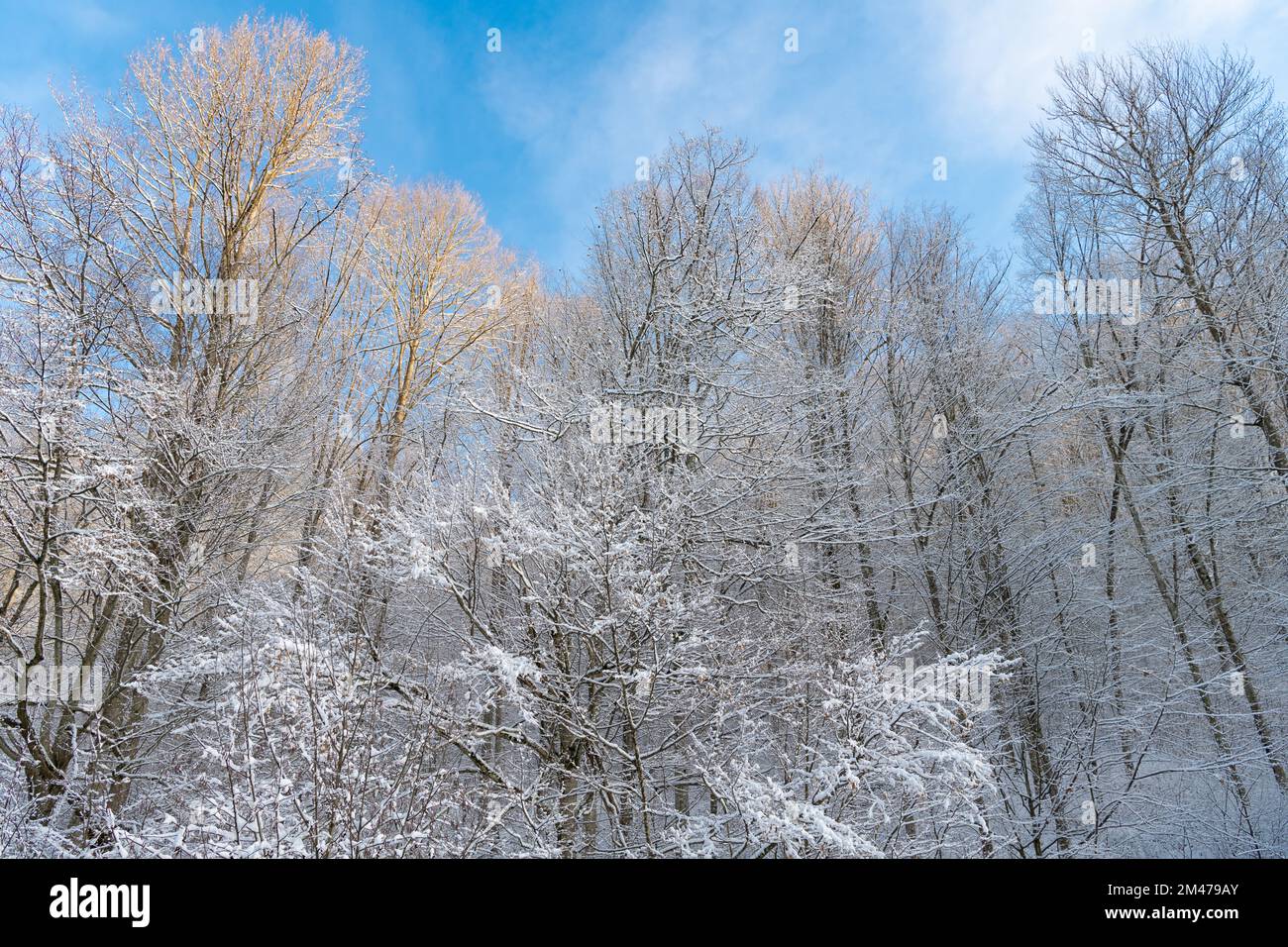 Frosty forest in winter. Deciduous trees in frost Stock Photo - Alamy