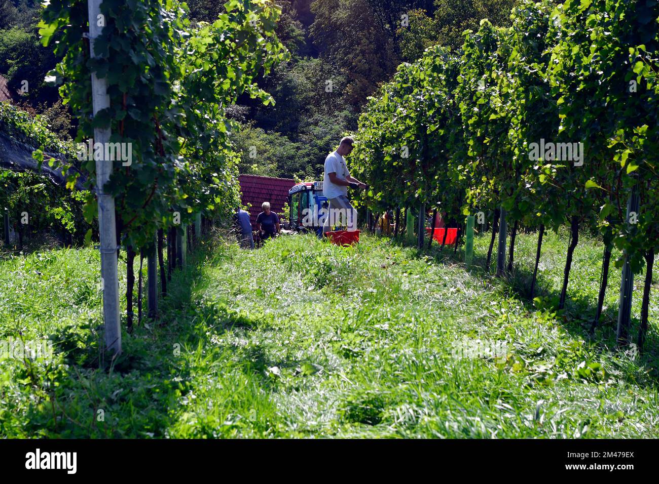 Kitzeck im Sausal, Austria - September 21, 2022: Unknown workers as ...