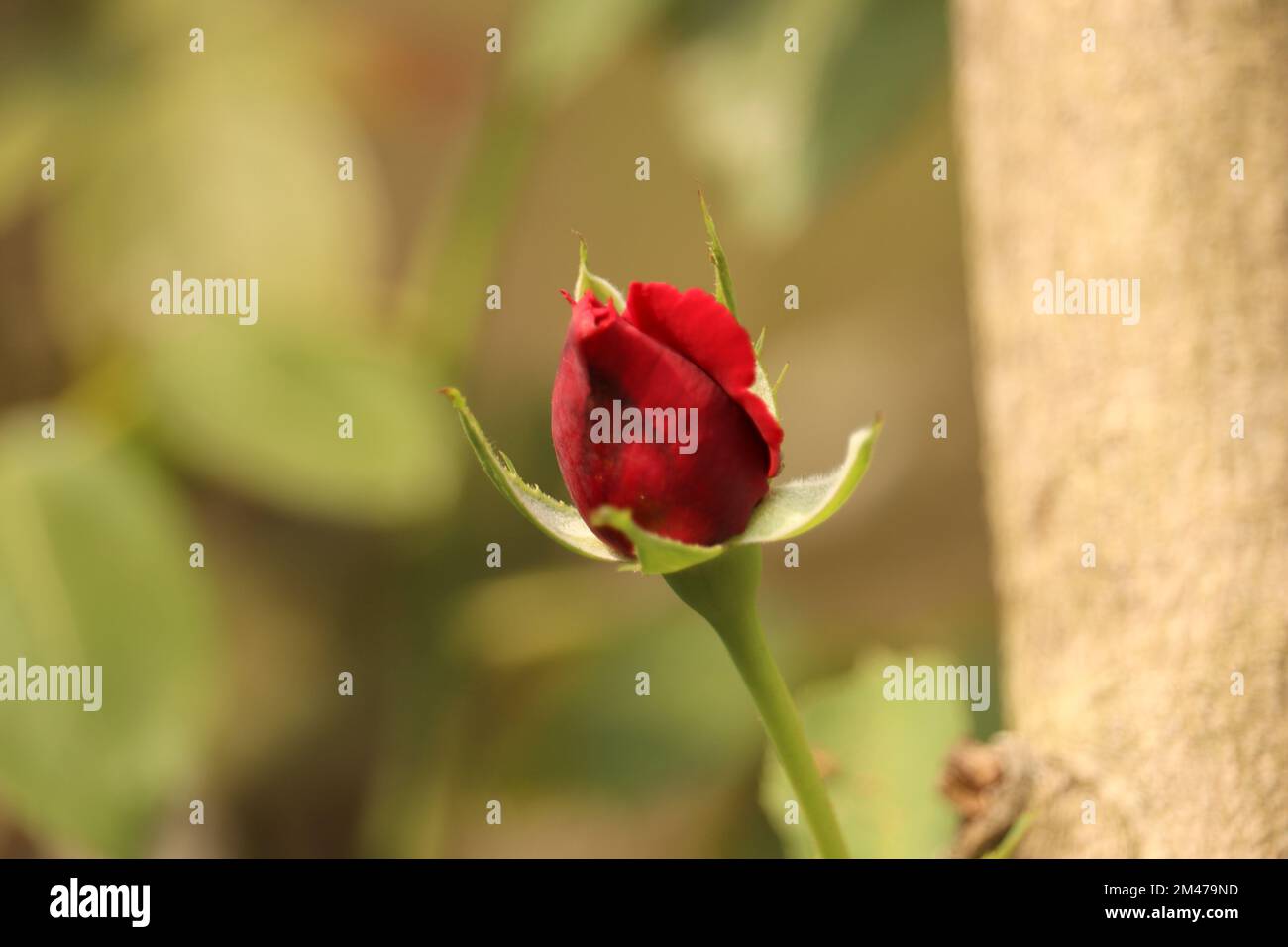 Classic rose garden hi-res stock photography and images - Alamy