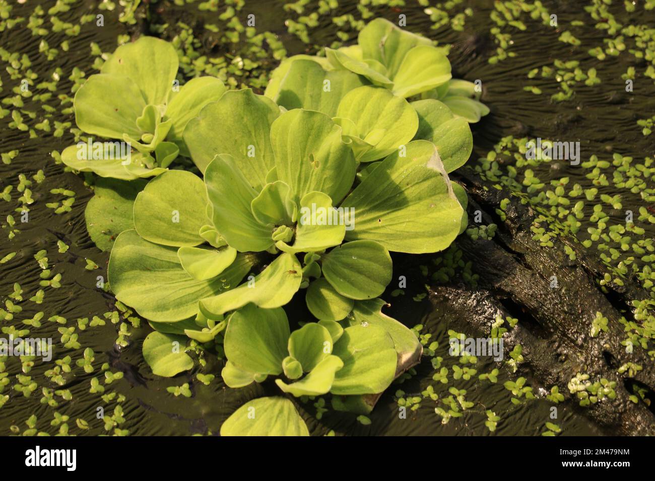 Kochuripana hi-res stock photography and images - Alamy