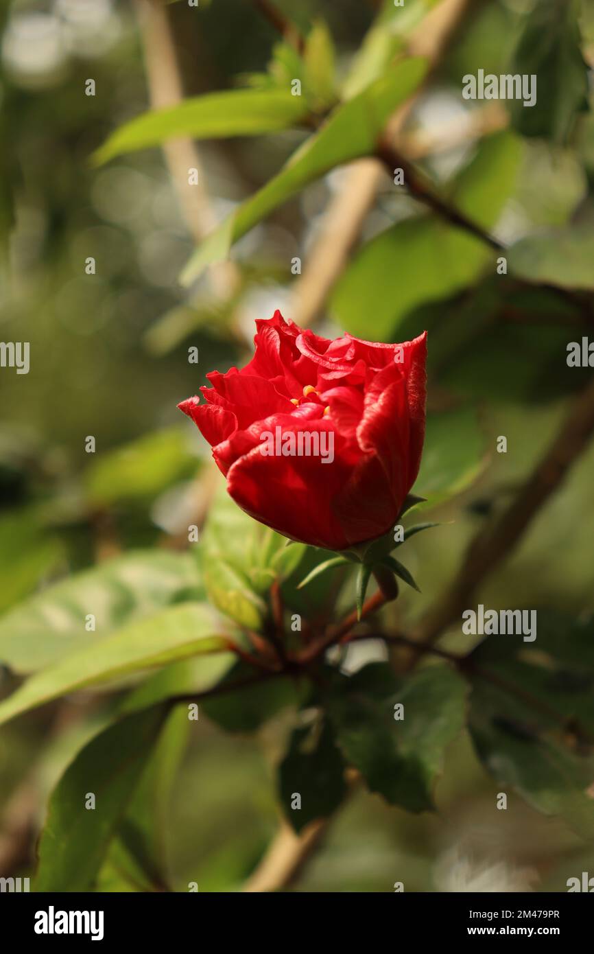Hibiscus like hi-res stock photography and images - Alamy
