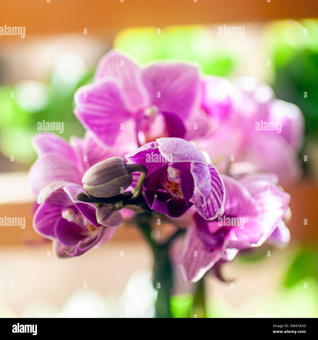 Phalaenopsis labellum hi-res stock photography and images - Alamy