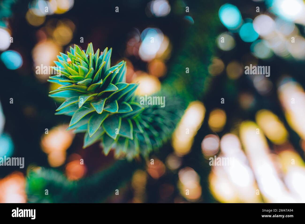 Araucaria araucana beautiful nature hi-res stock photography and images ...