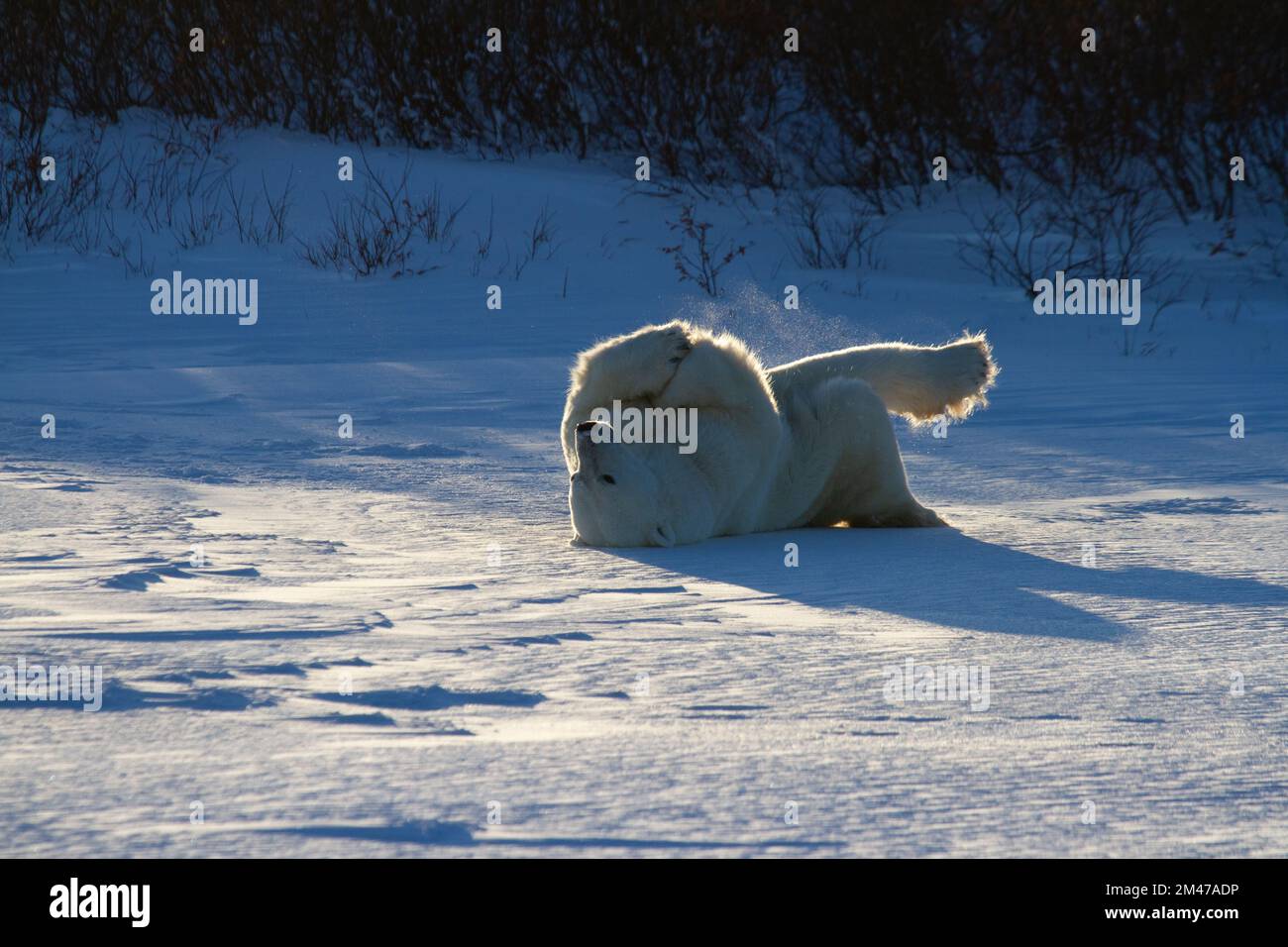 A polar bear rolling around in snow with legs in the air, with snow on ...