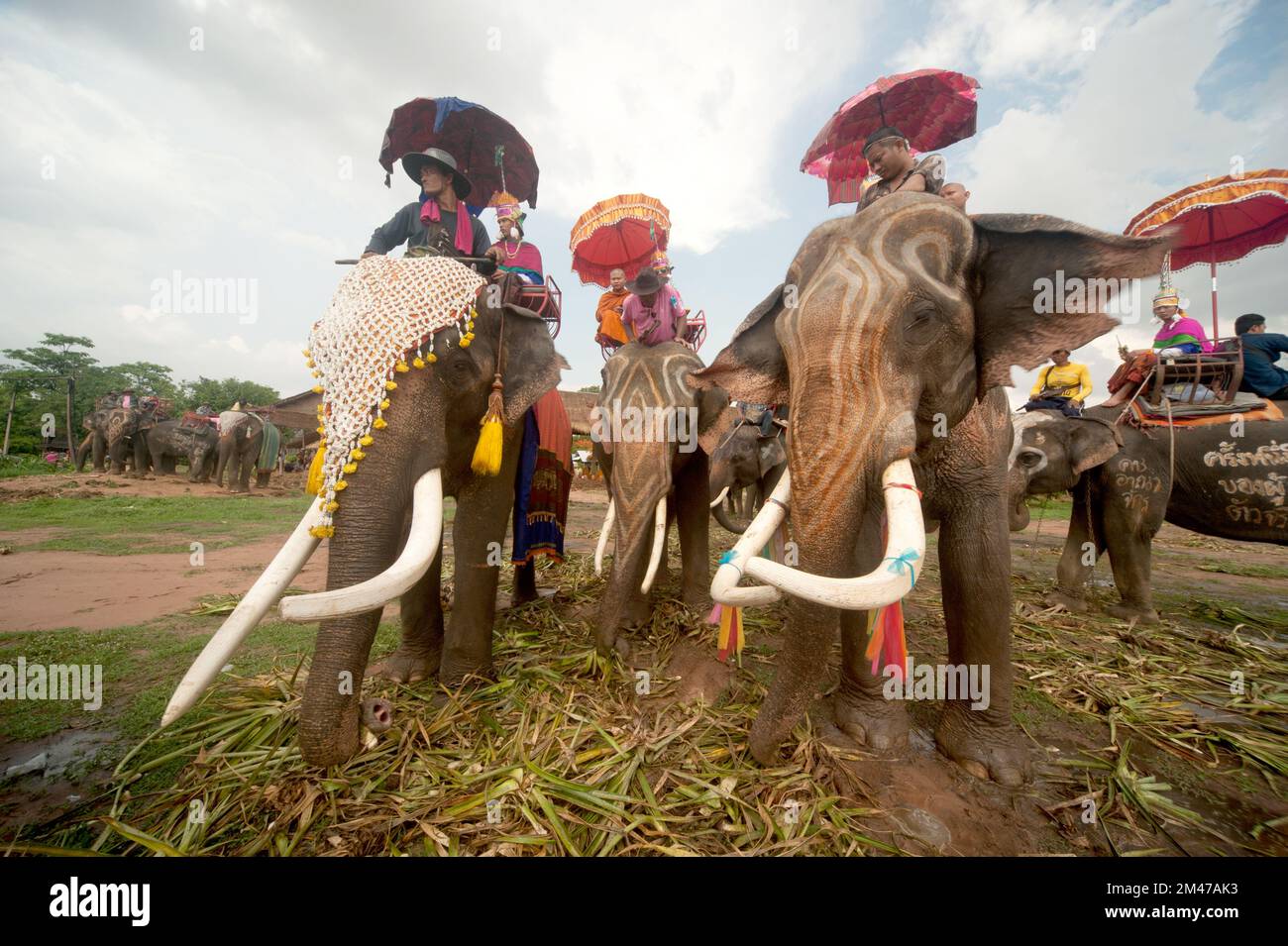 Ordination Parade on Elephants Back Festival is when elephants parade ...