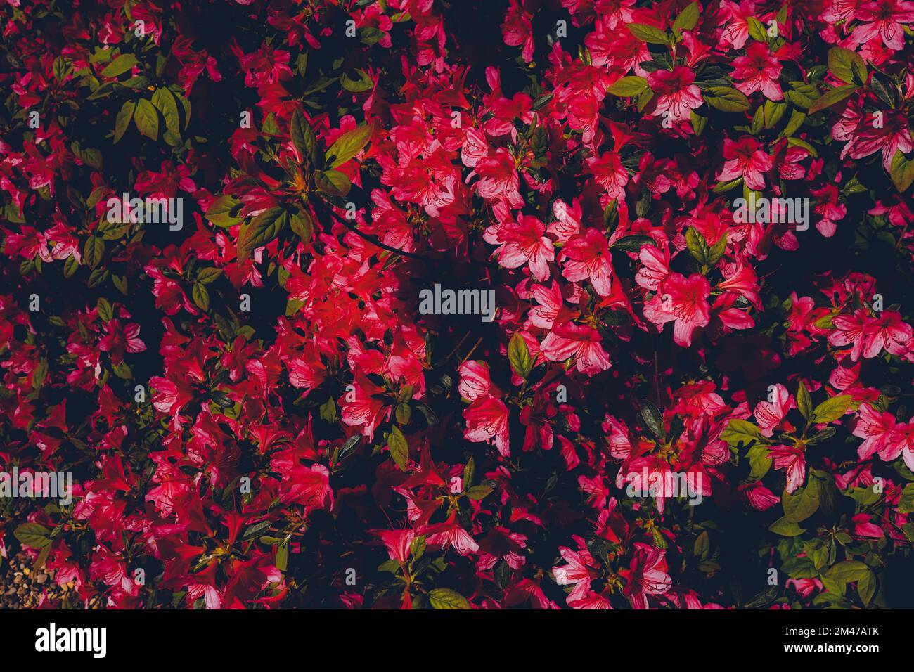 Beautiful colorful texture. Natural background. Botanical garden Stock ...