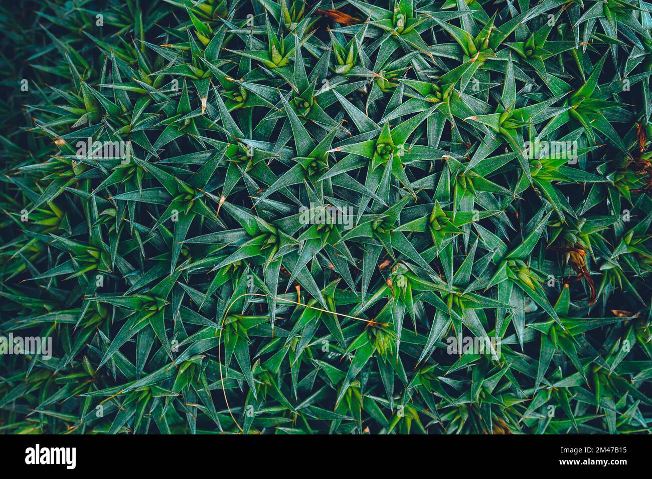 Natural green leaves background. Beautiful green pattern Stock Photo ...