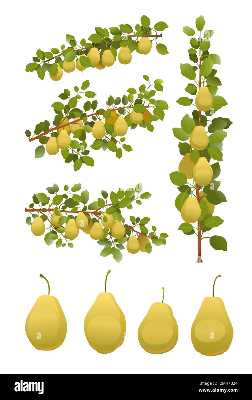 Fruit tree branch set Stock Vector Images - Alamy
