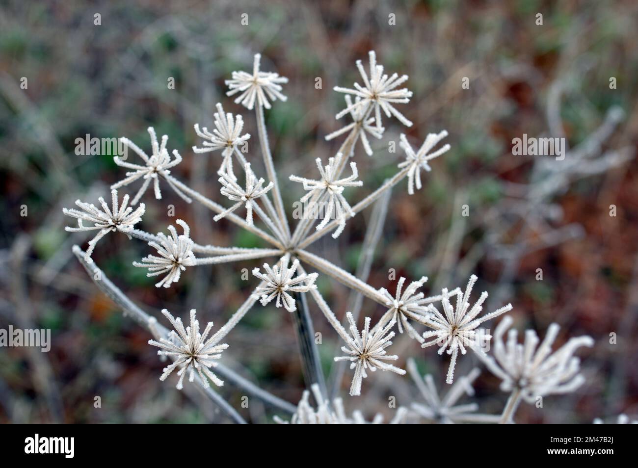 Structural flower hi-res stock photography and images - Alamy
