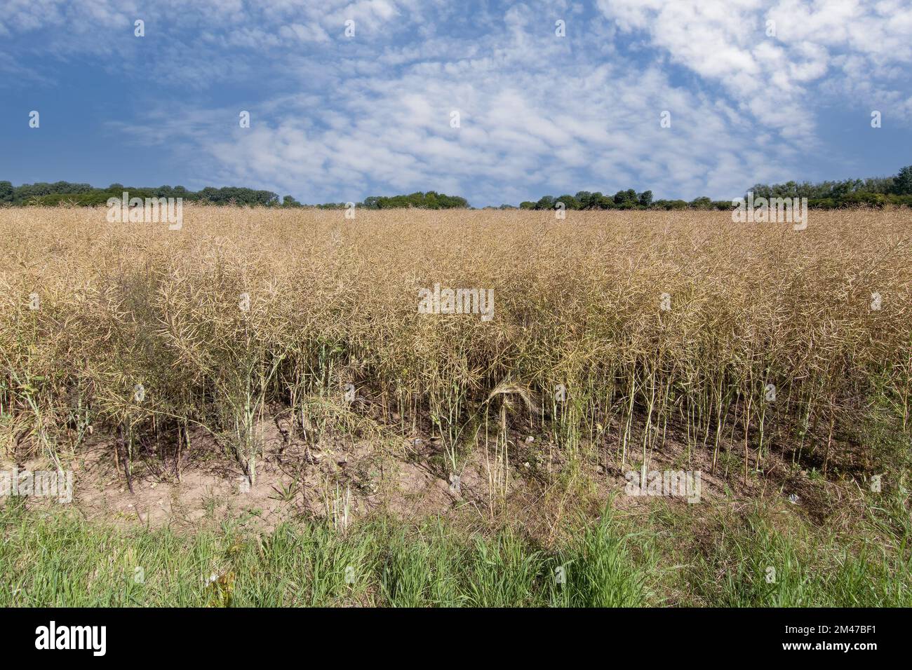 Rapeseed oil field field hi-res stock photography and images - Alamy