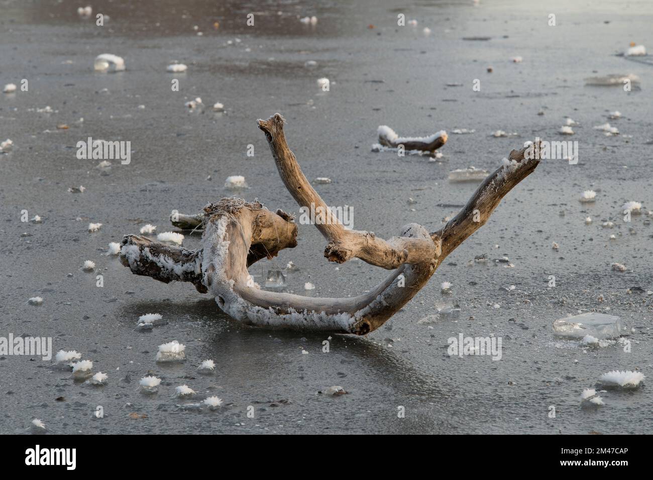 Fallen tree branch onto ice Stock Photo - Alamy