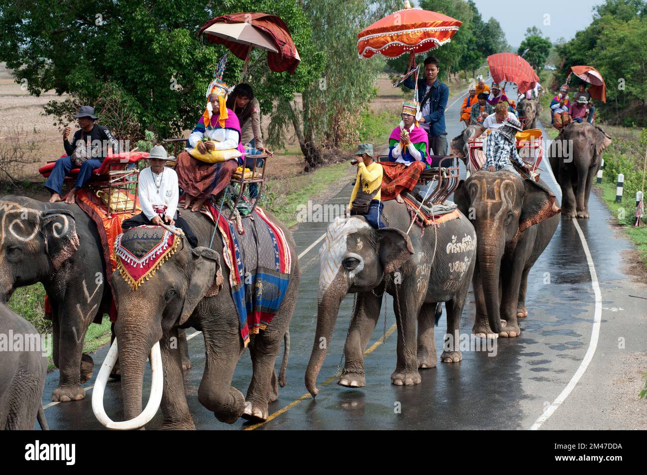 Ordination Parade on Elephants Back Festival is when elephants parade ...