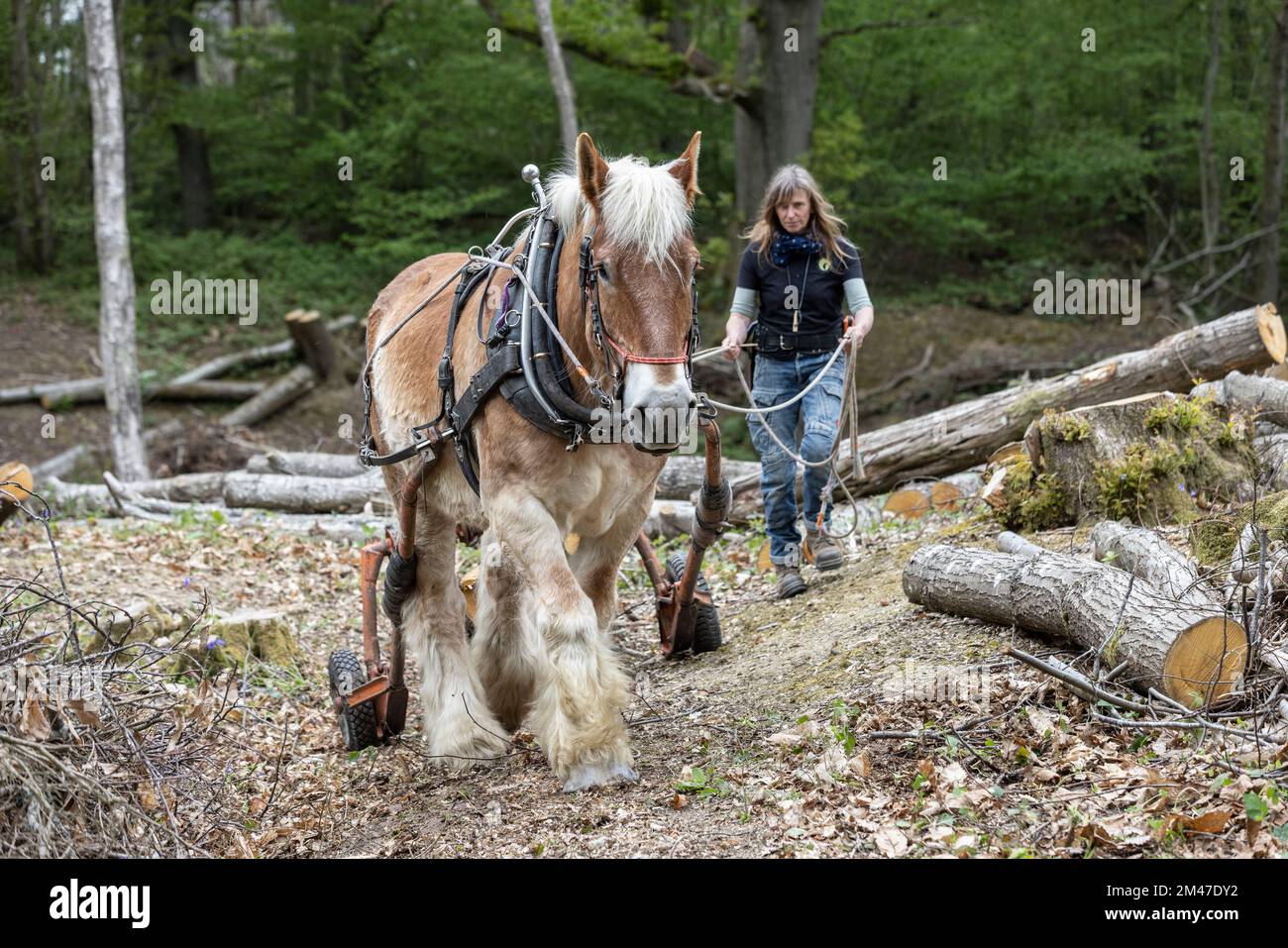 Frankie Woodgate & Tobias using a 'Timber arch' to pull partially ...
