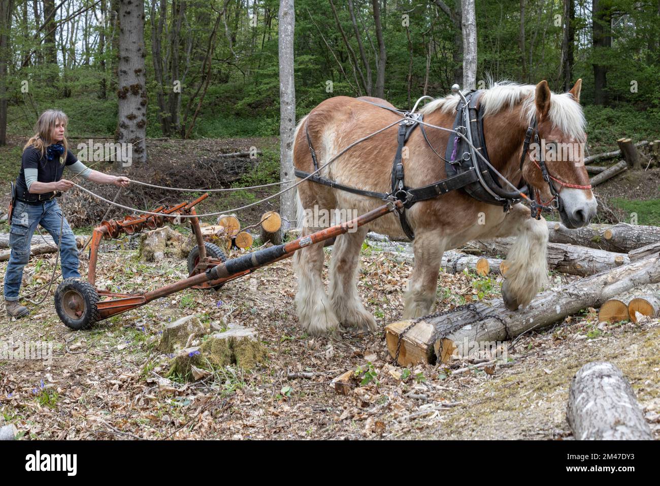 Frankie Woodgate & Tobias using a 'Timber arch' to pull partially ...