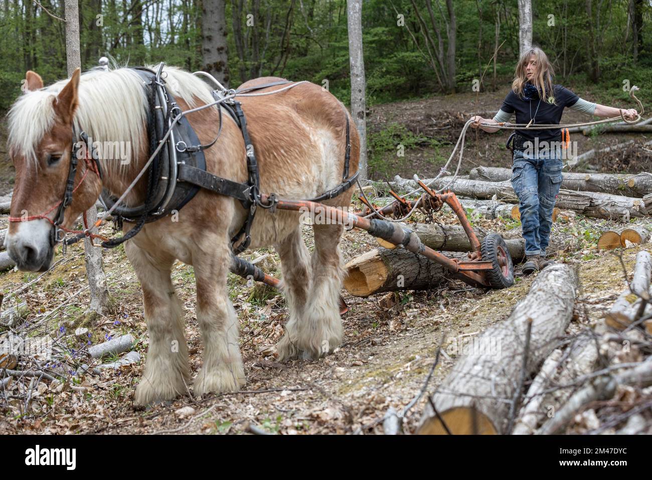 Frankie Woodgate & Tobias using a 'Timber arch' to pull partially ...