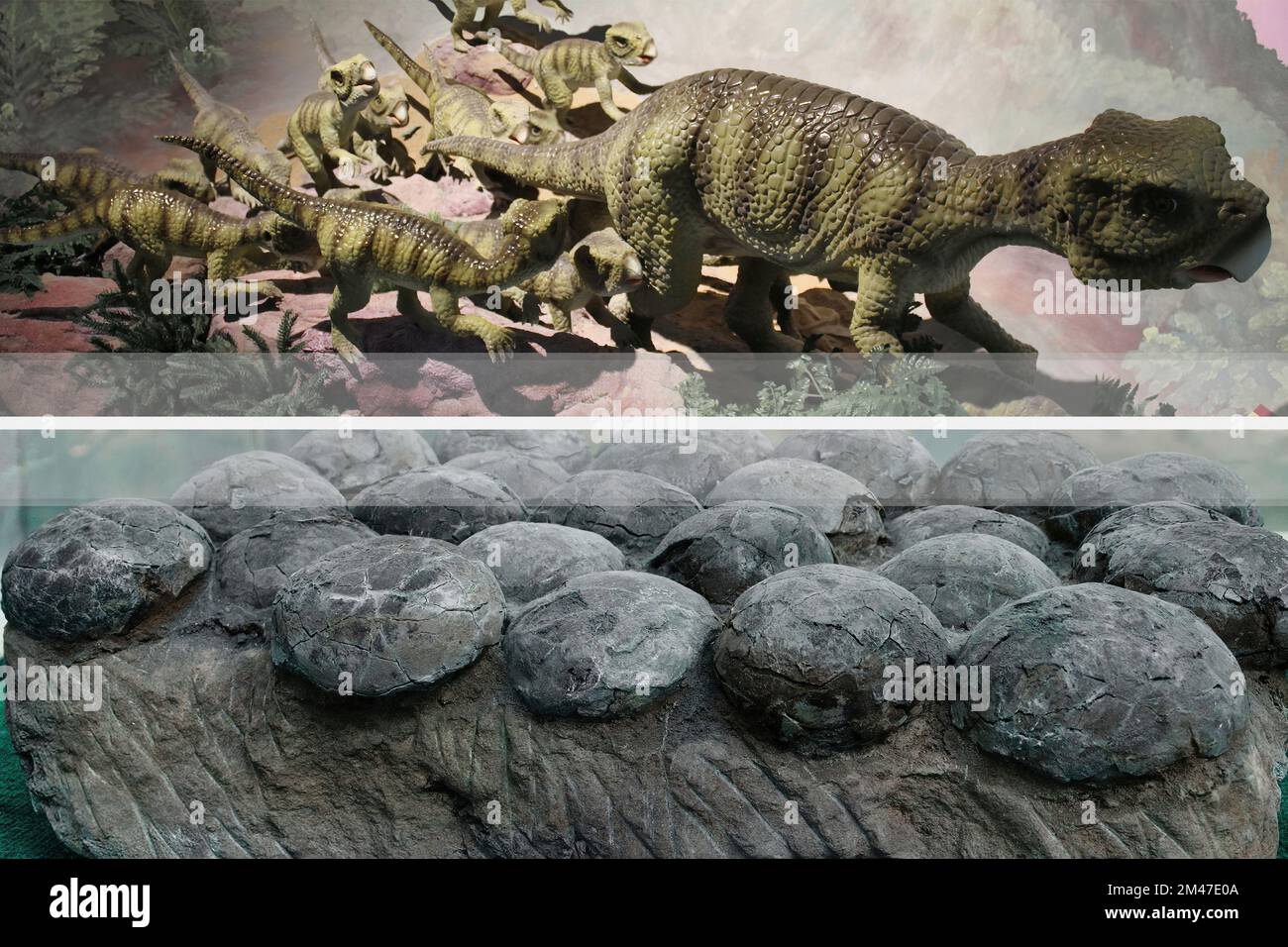 Dinosaur Fossil Eggs Stock Photo - Alamy