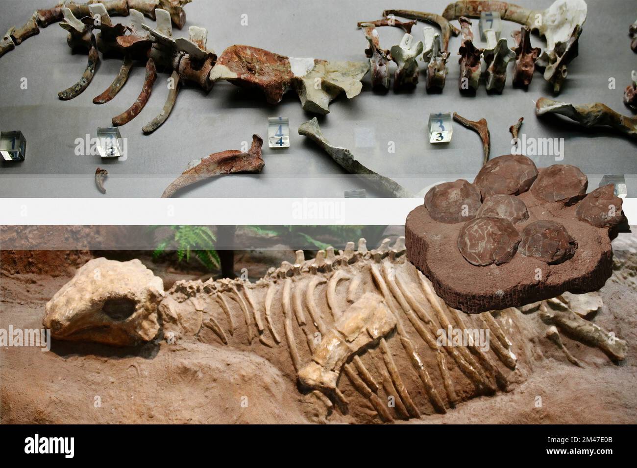 Large dinosaur bones hi-res stock photography and images - Alamy