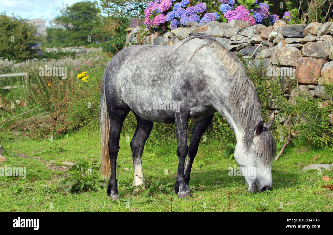 Horse happy grazing grass in a field Stock Photo - Alamy