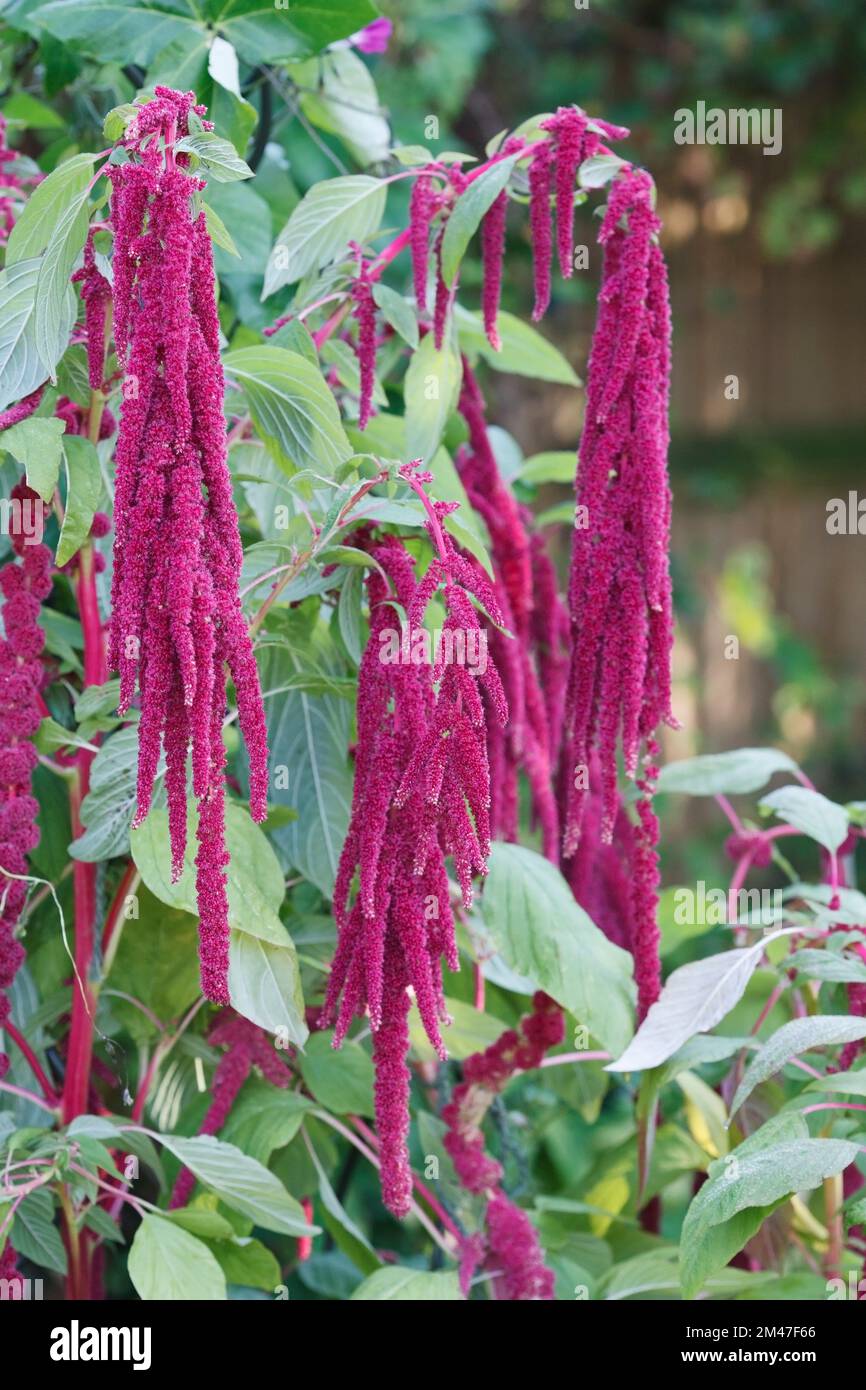 Amaranth flowering in a cottage garden in the uk Stock Photo - Alamy