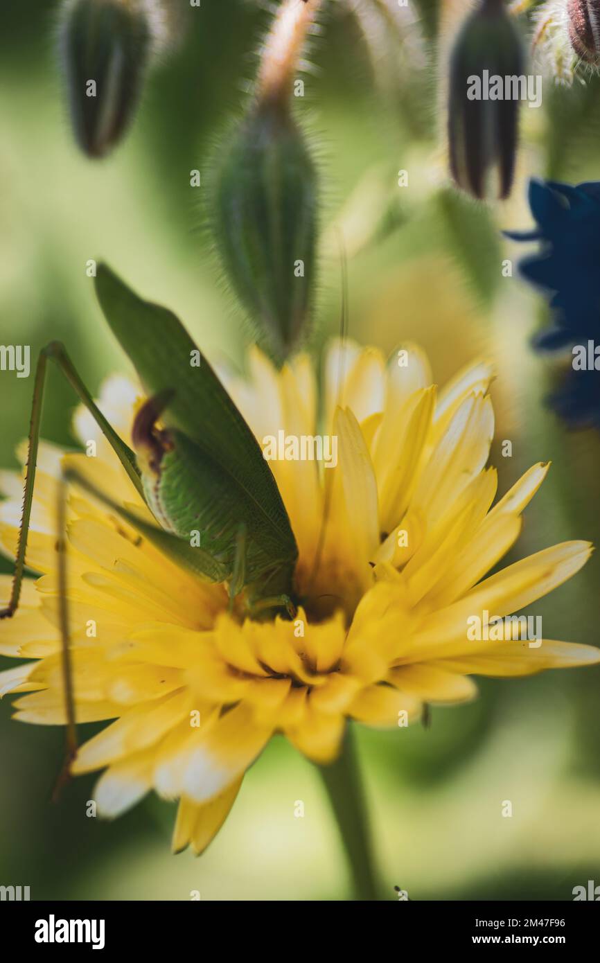 Medicinal garden hi-res stock photography and images - Alamy