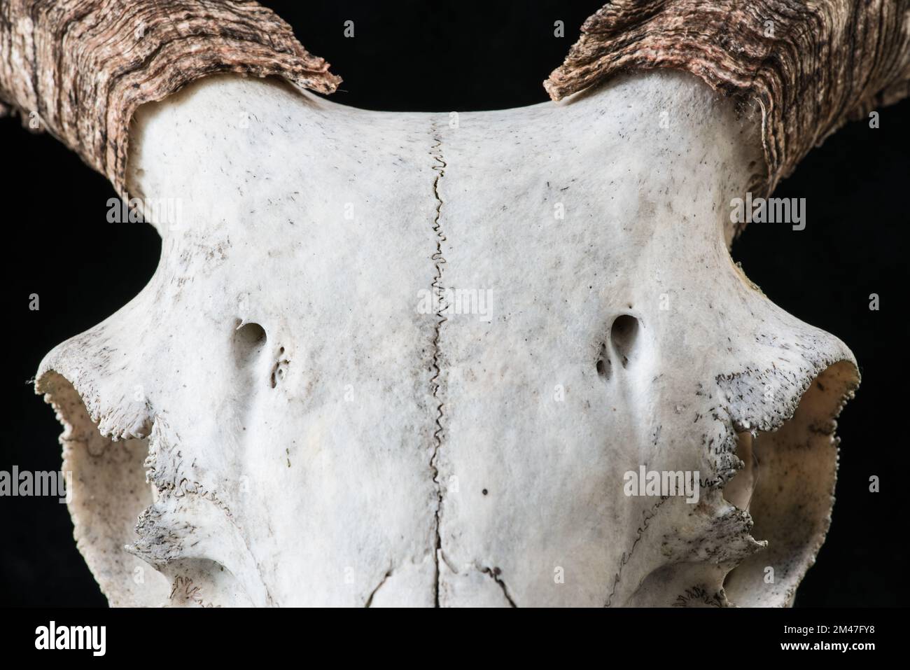 Ovis aries, weathered domestic sheep skull with pair of horns,large eye ...