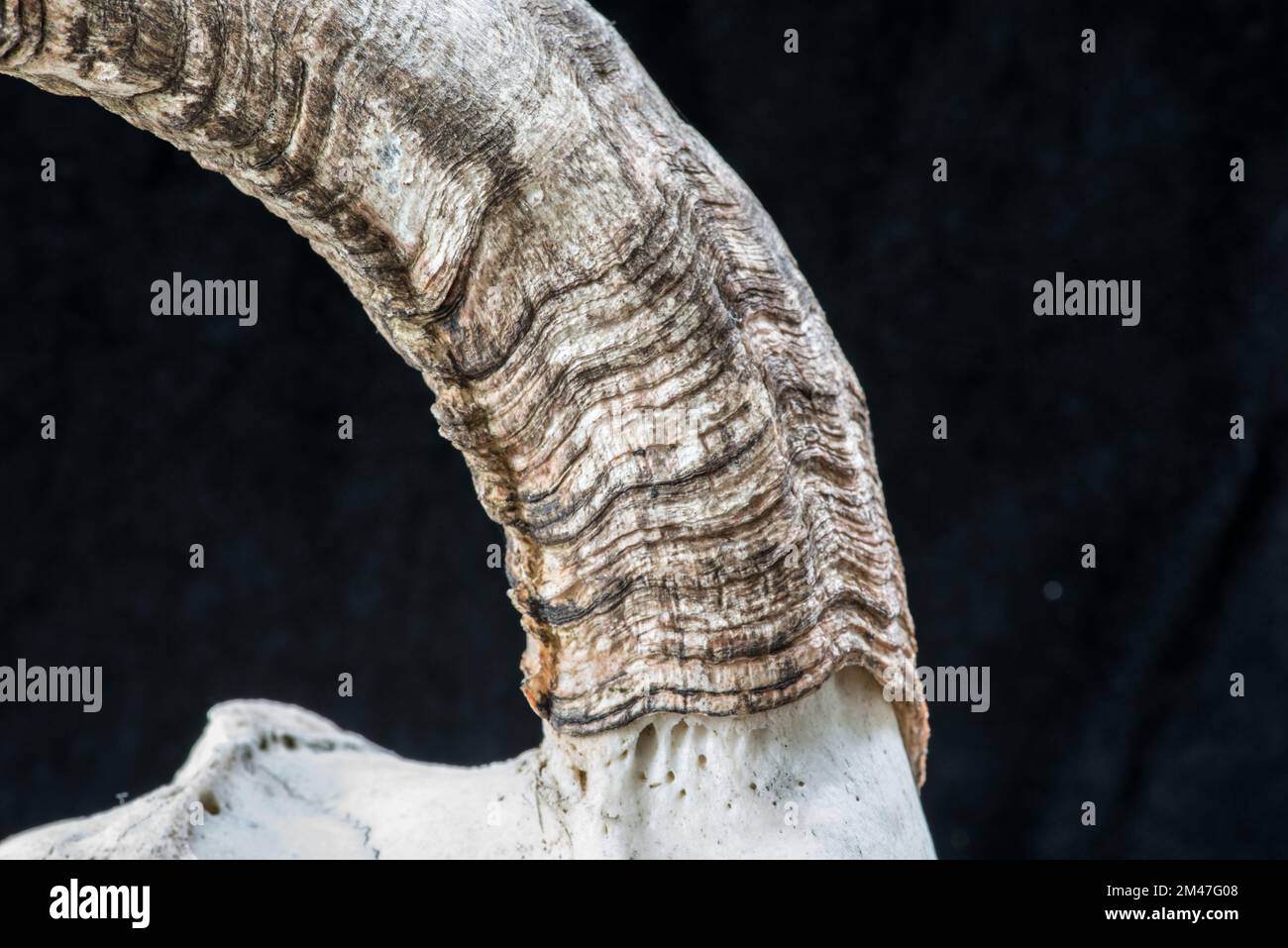 Ovis aries, weathered domestic sheep skull with pair of horns,large eye ...