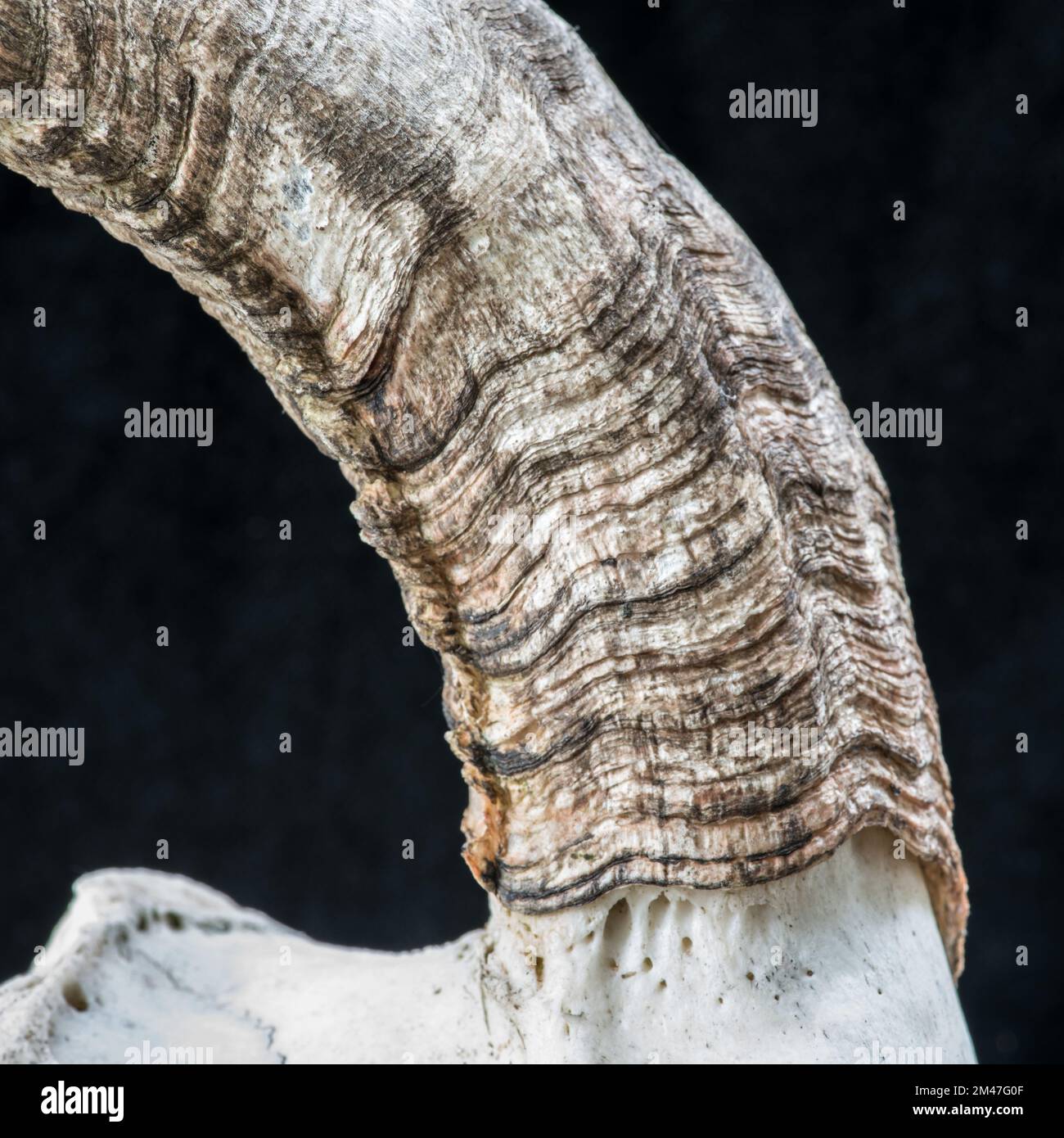 Ovis aries, weathered domestic sheep skull with pair of horns,large eye ...