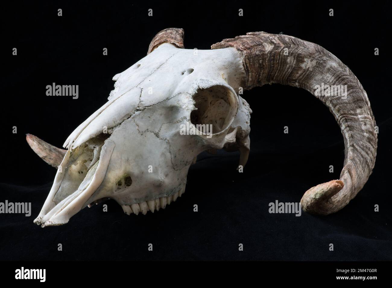 Ovis aries, weathered domestic sheep skull with pair of horns,large eye ...
