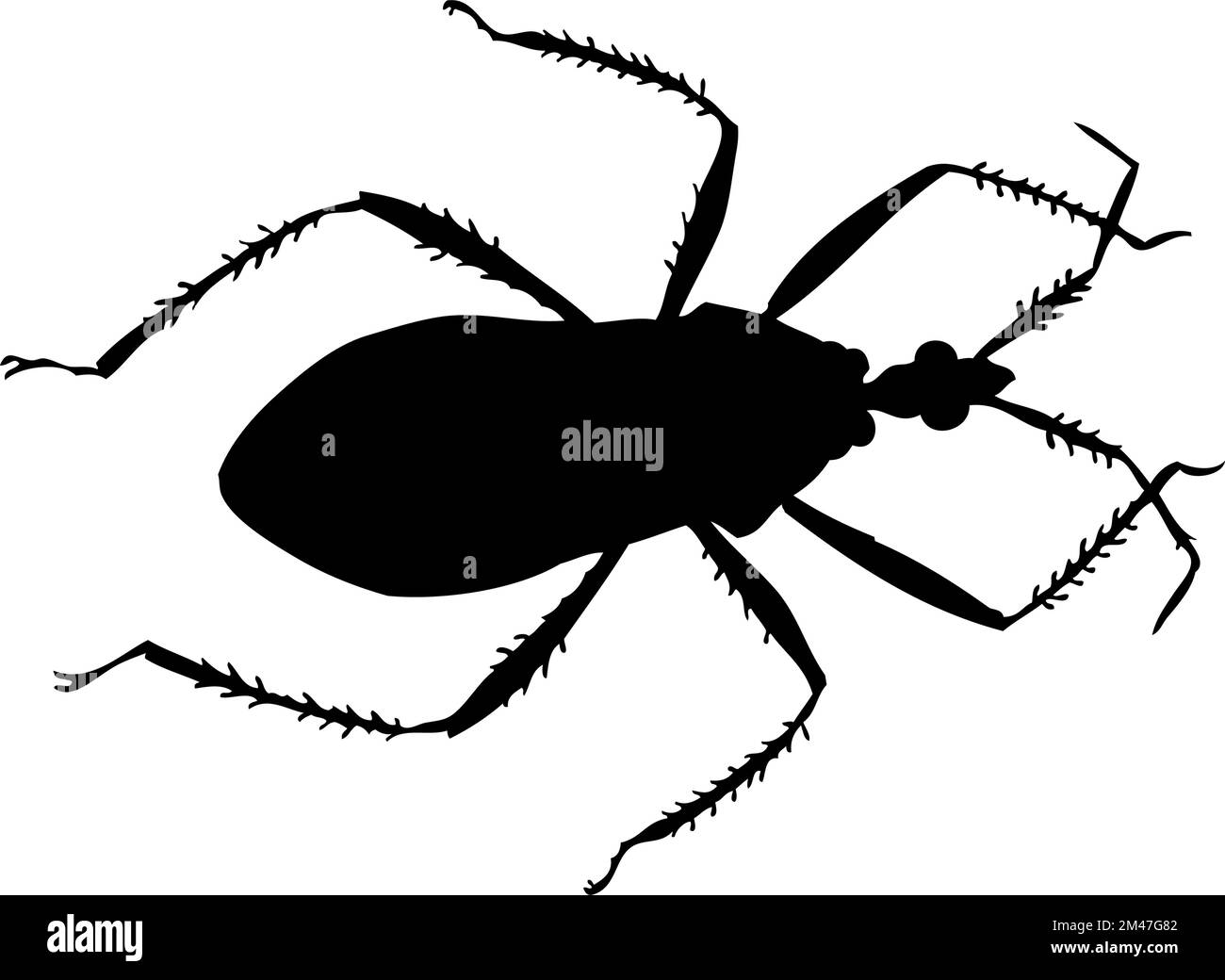 Silhouette of beetle. Beetle close-up detailed. Vector beetle icon on ...