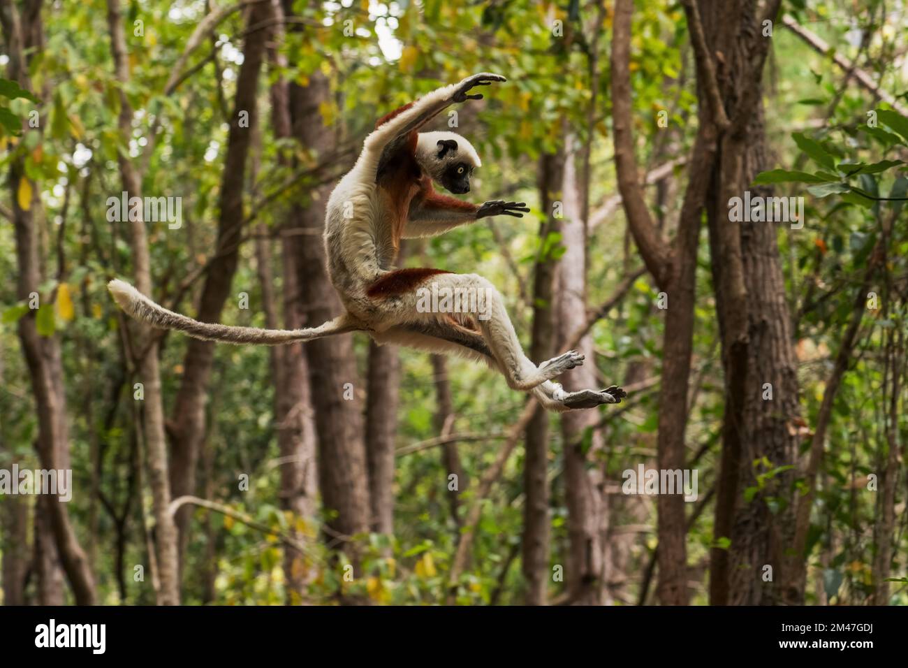 Coquerel's Sifaka - Propithecus coquereli, beautiful primate endemic in ...