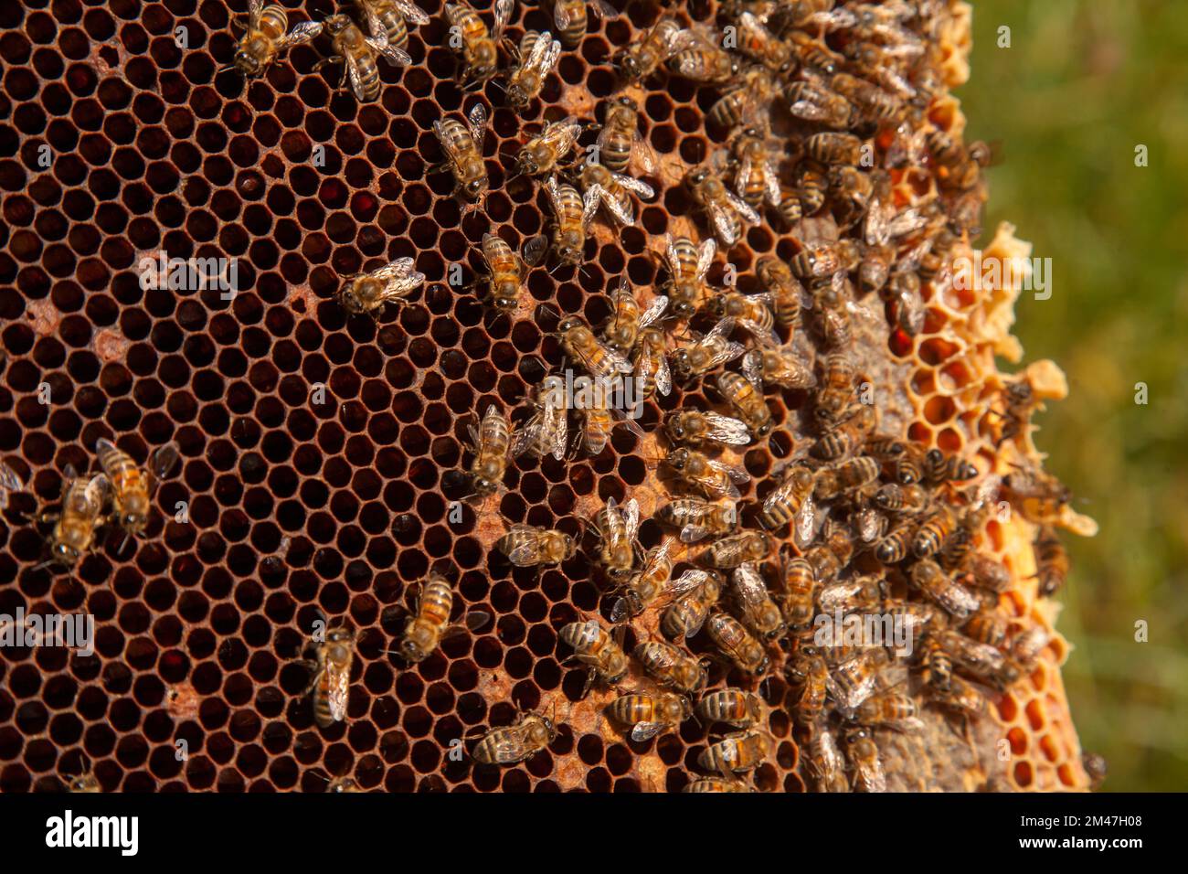 Frames of a beehive. Busy bees inside the hive with open and sealed ...