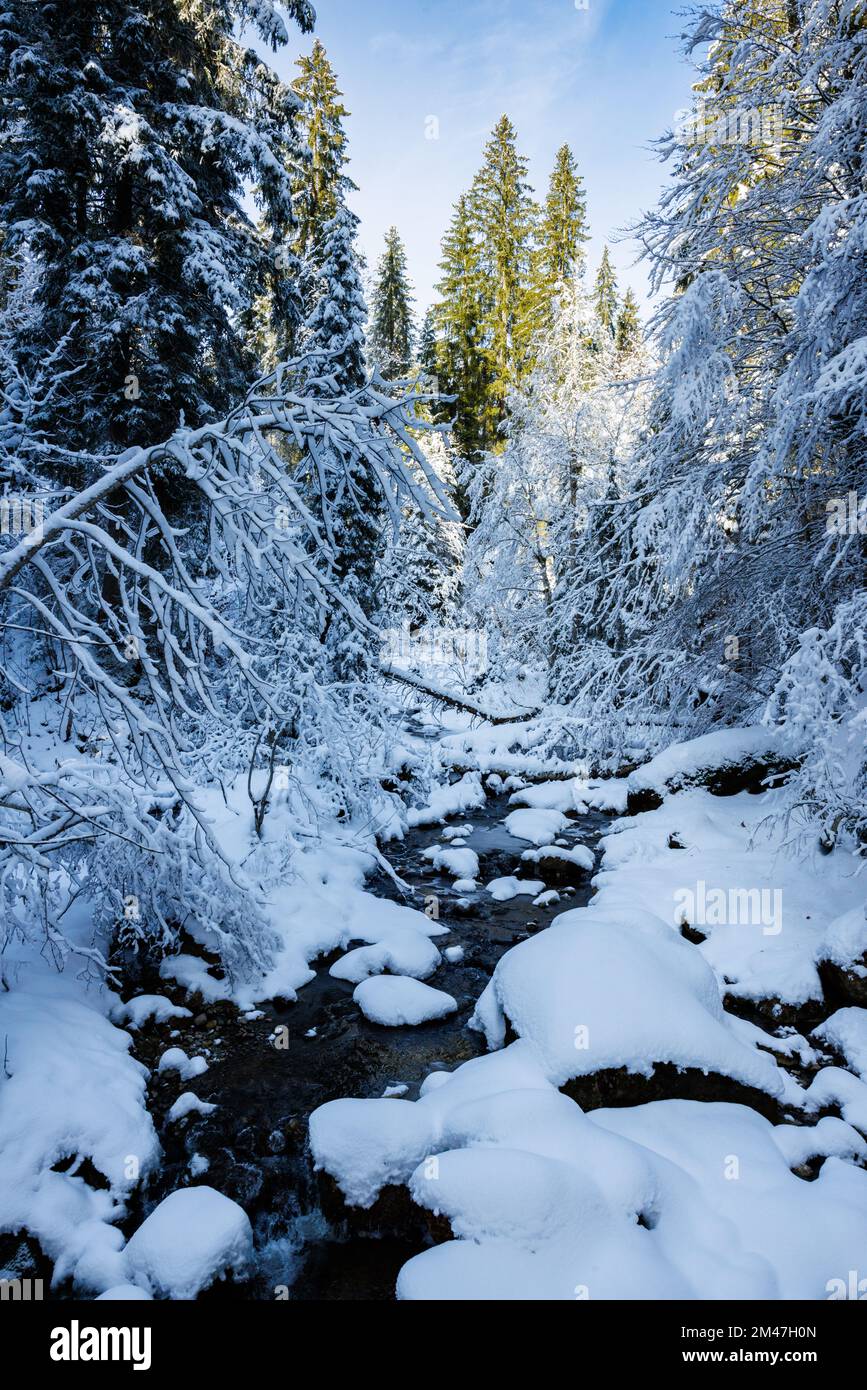 frozen winter landscape with creek in forest in Eriz Stock Photo - Alamy