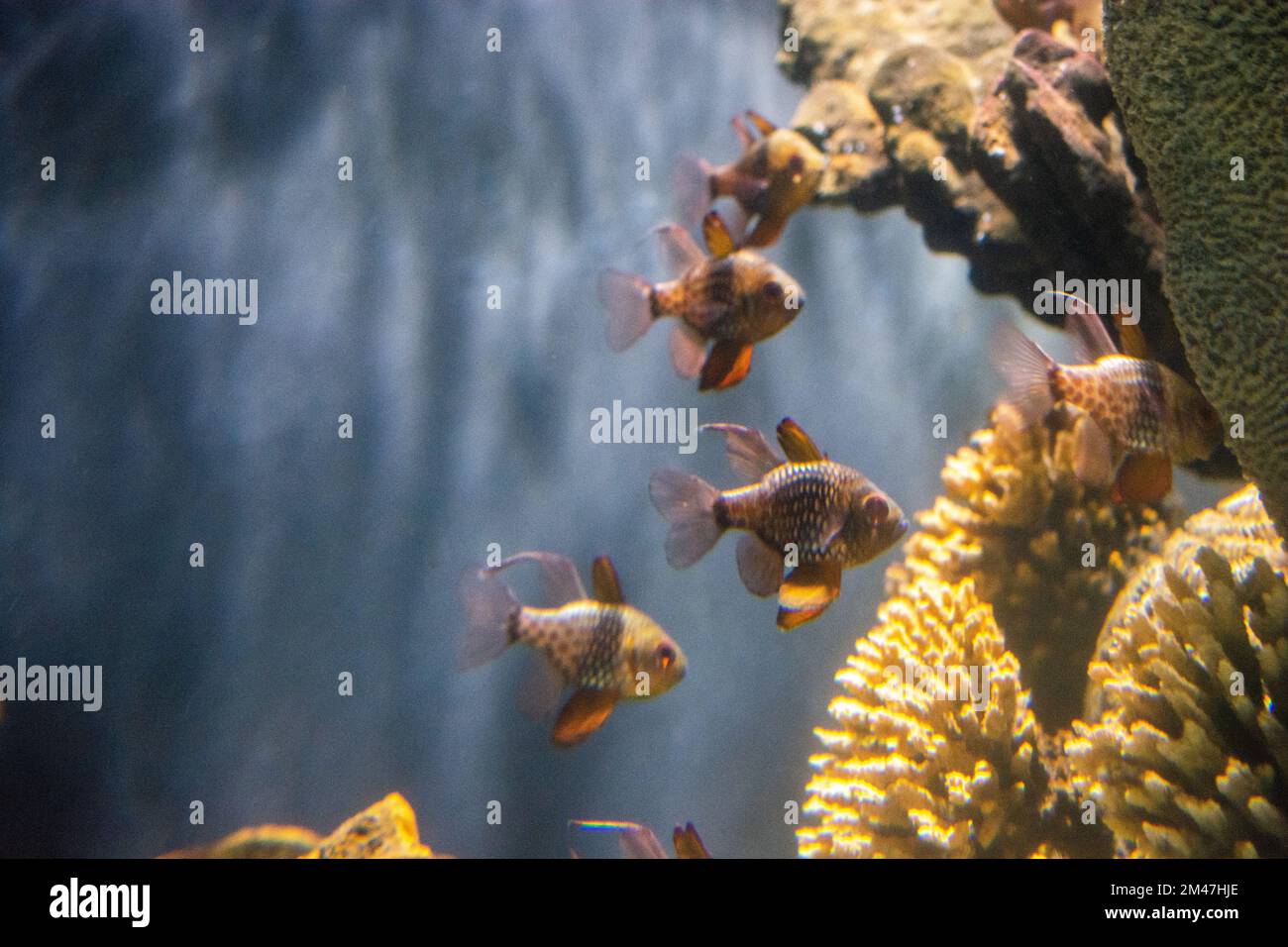 Beautiful colorful fish swims in the aquarium environment Stock Photo ...
