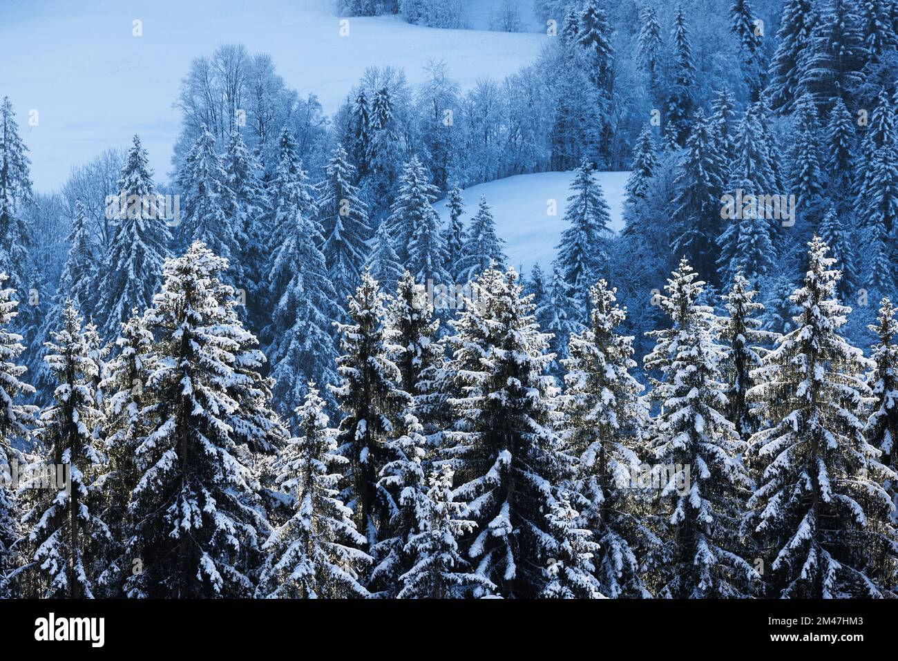 snow covered trees in idyllic winter landscape in Eriz Stock Photo - Alamy