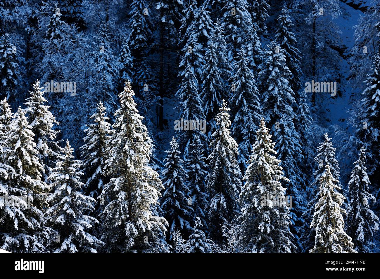 snow covered trees in idyllic winter landscape in Eriz Stock Photo - Alamy